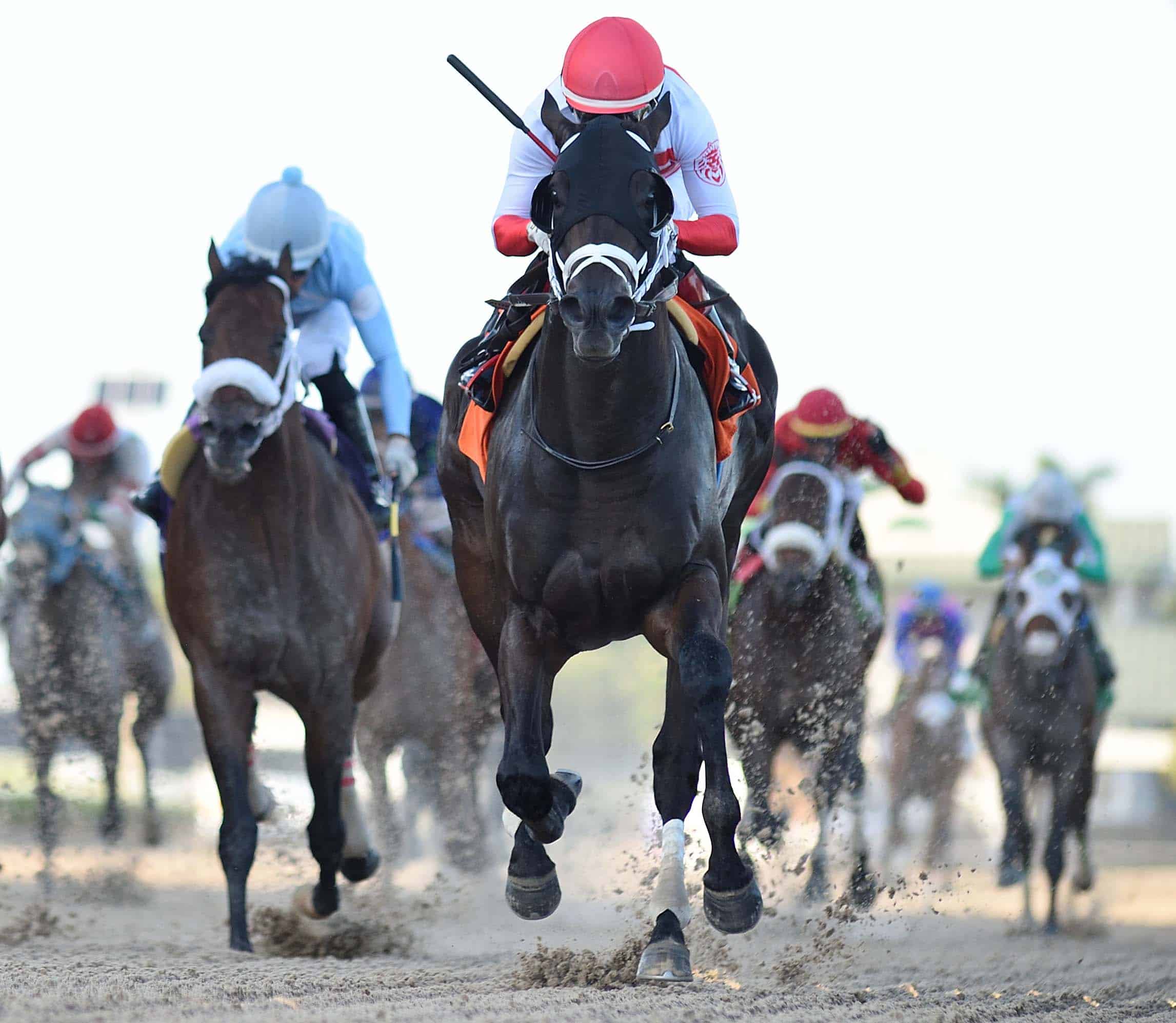 Bentornato Chasing Florida Sire Stakes Sweep in In Reality - FTBOA