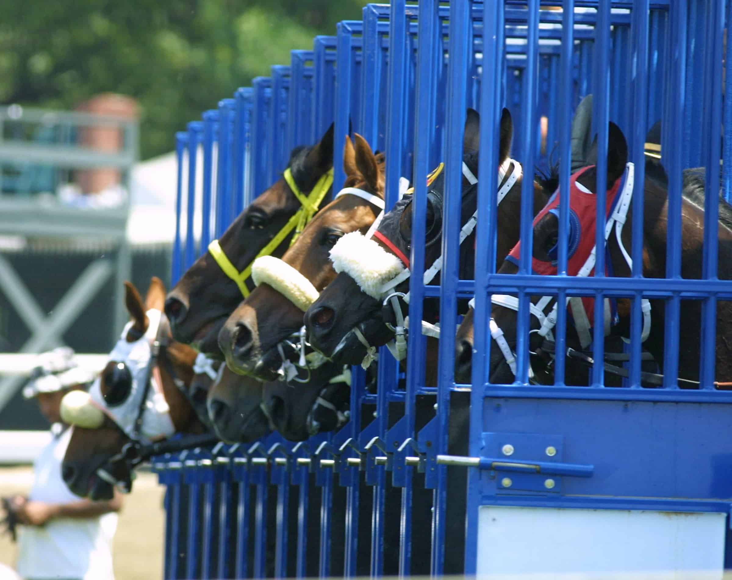 Florida-bred Spikezone Favored in Tampa Bay Allowance - FTBOA