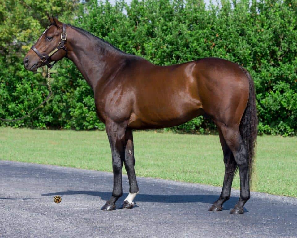 Stallion Spotlight – Brethren - FTBOA