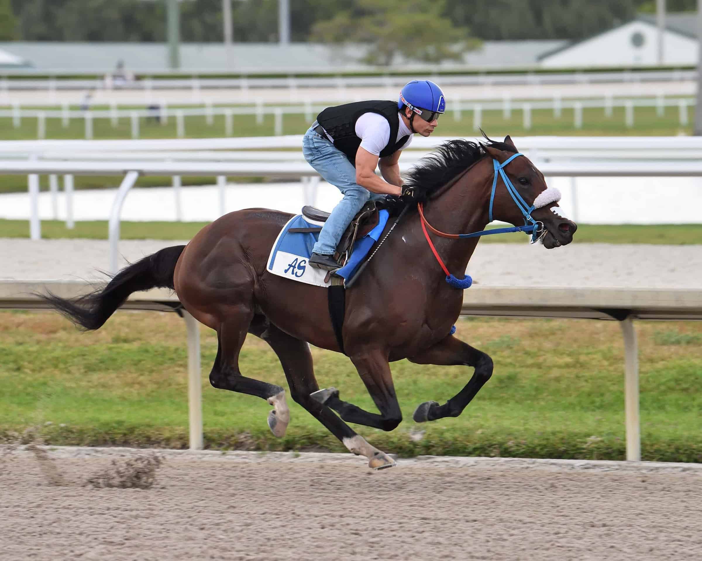 Florida Stallion Simplification Stands at Pleasant Acres - FTBOA