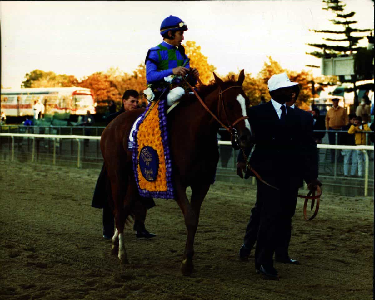A Shining Star - Florida-bred Meadow Star 1990 Breeders' Cup Juvenile ...