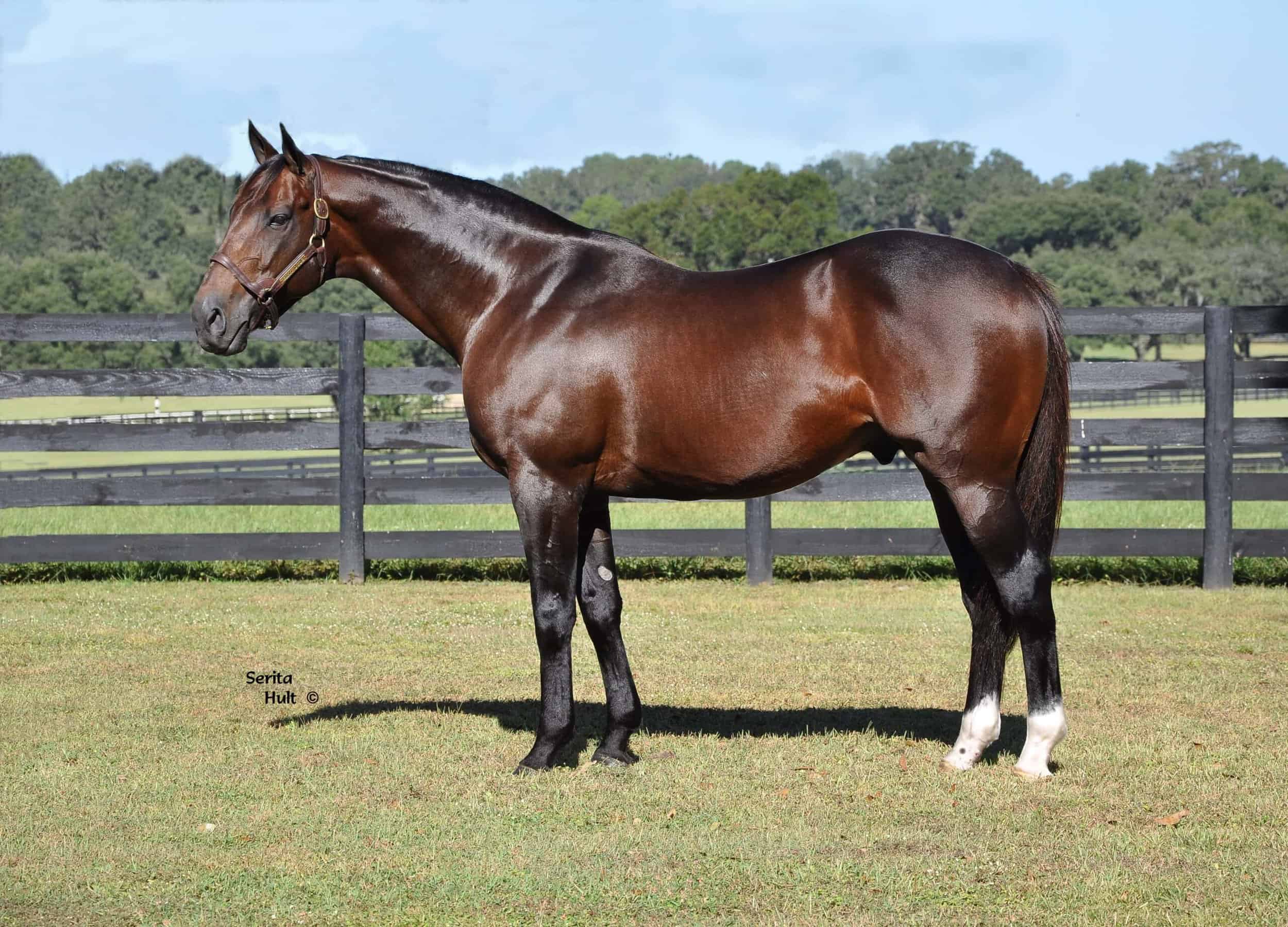 Florida Stallion Spotlight Series – First Dude - FTBOA