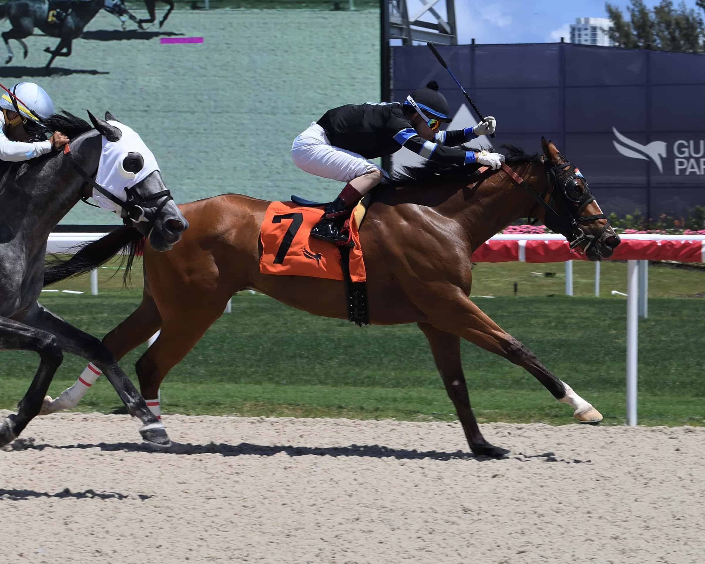 Hope in Him Tries to Add to Florida-bred Record in Gulfstream Park Turf ...