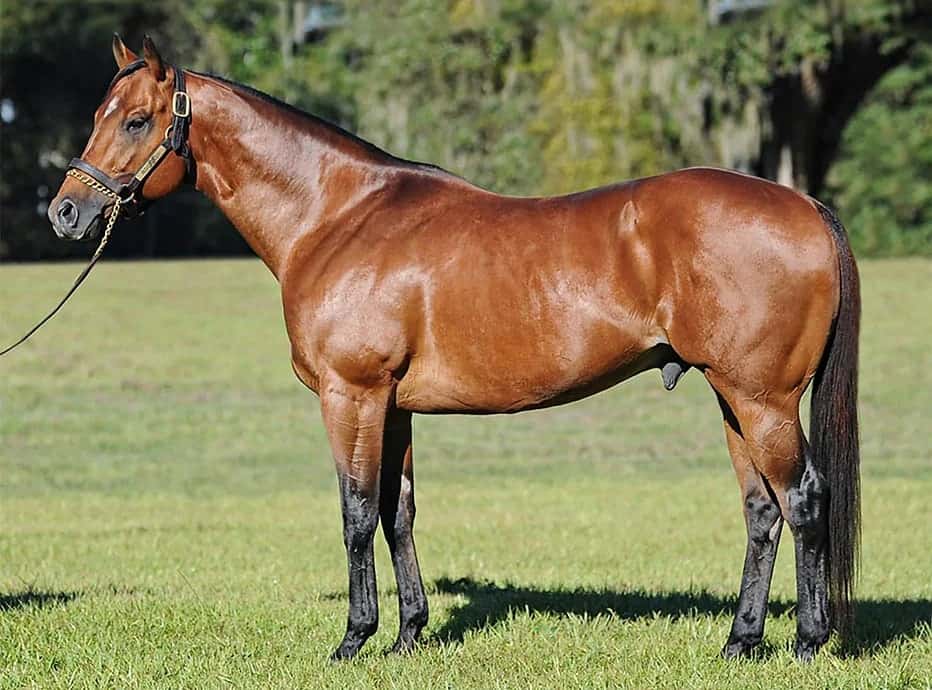 Florida Stallion Spotlight Series – Rogueish - FTBOA