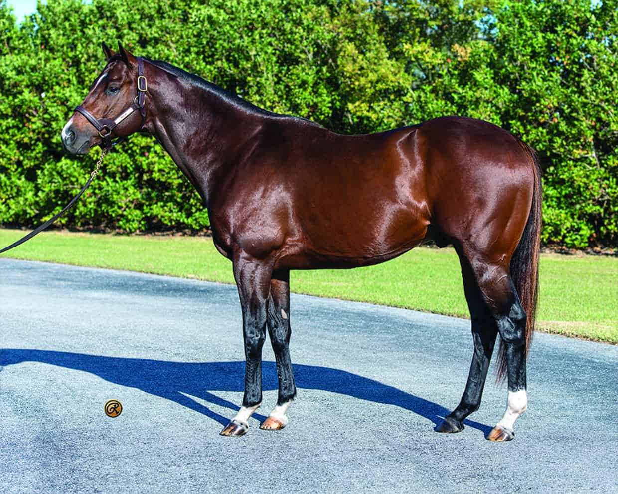 Florida Stallion Spotlight – Khozan - FTBOA