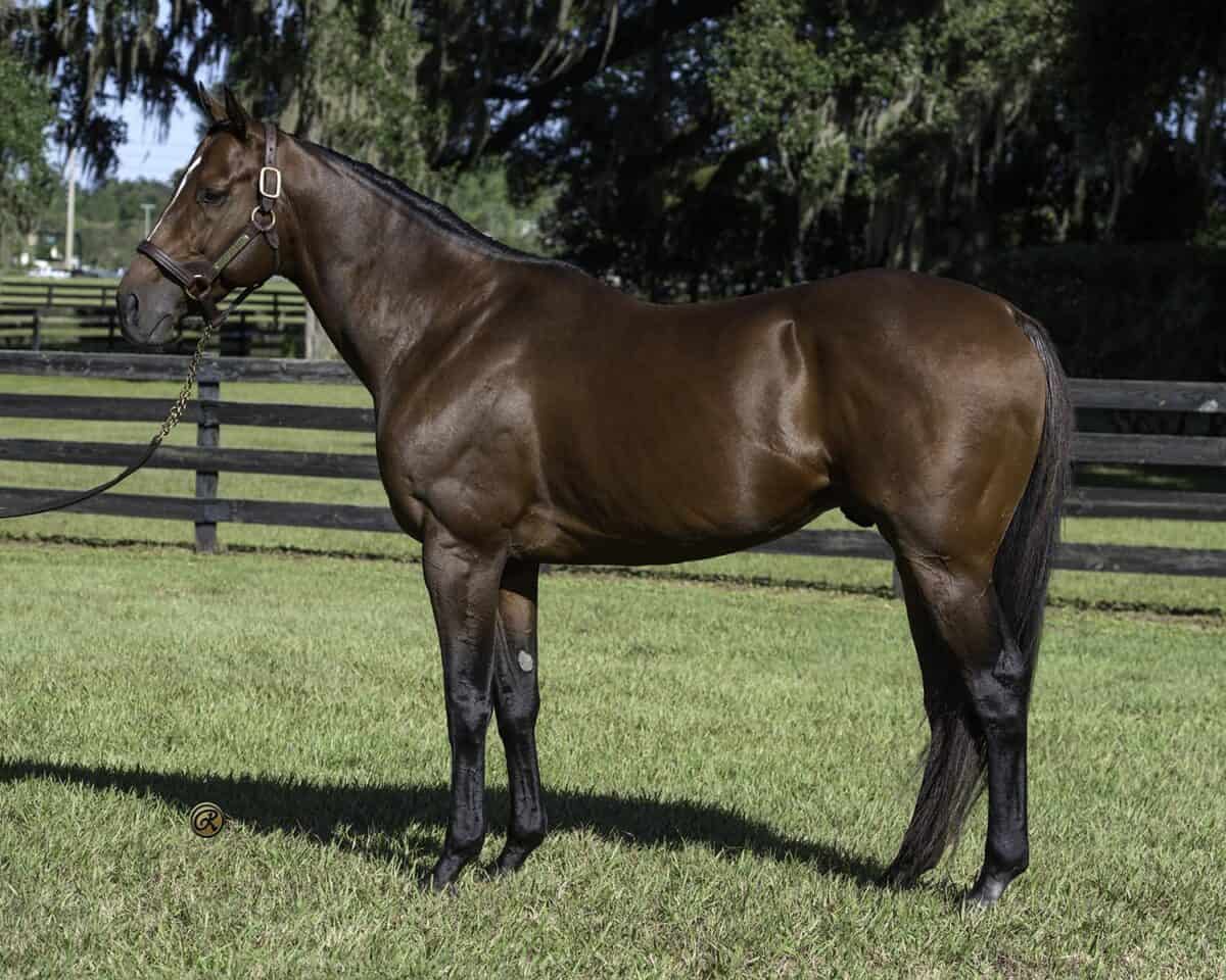 Florida Stallion Spotlight: Awesome Slew - FTBOA