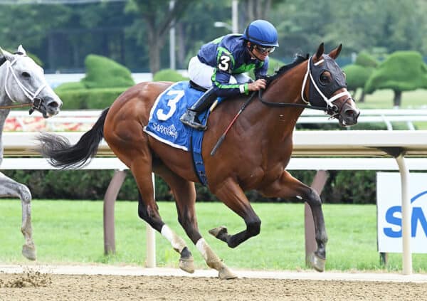 Florida Stallion Spotlight - Verifying - FTBOA