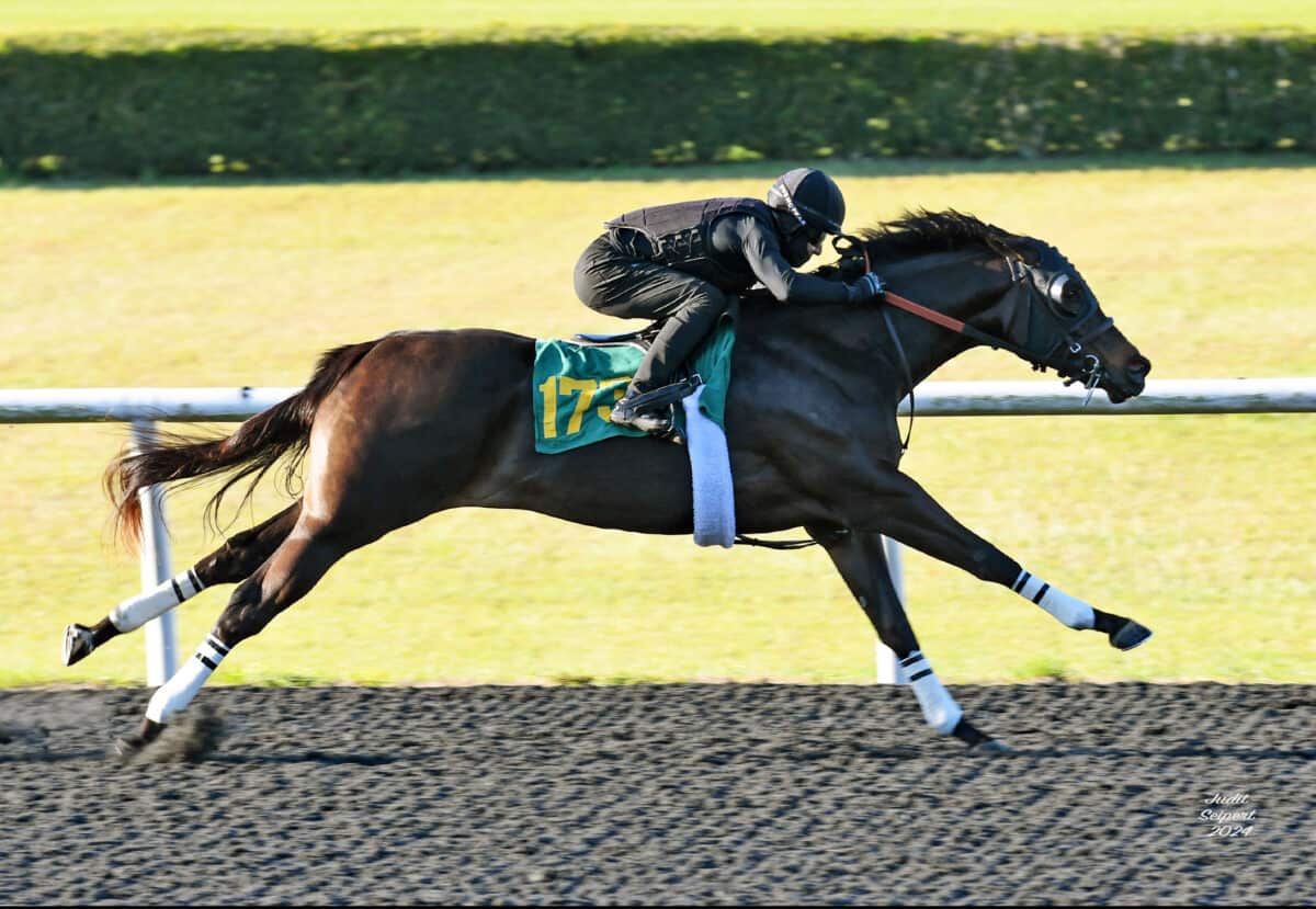 Neolithic colt, Win Win Win Filly Among Fastest at First Day of OBS ...