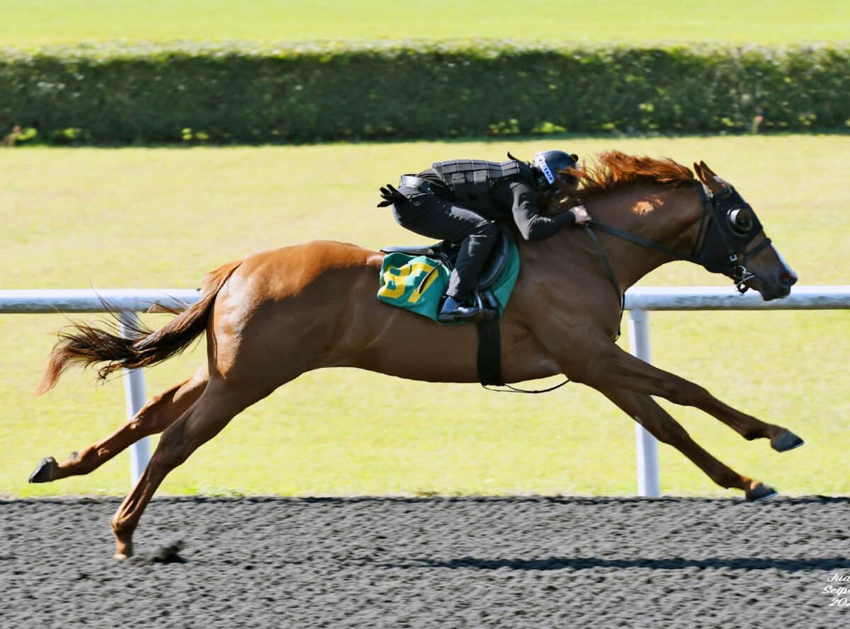 Neolithic colt, Win Win Win Filly Among Fastest at First Day of OBS ...