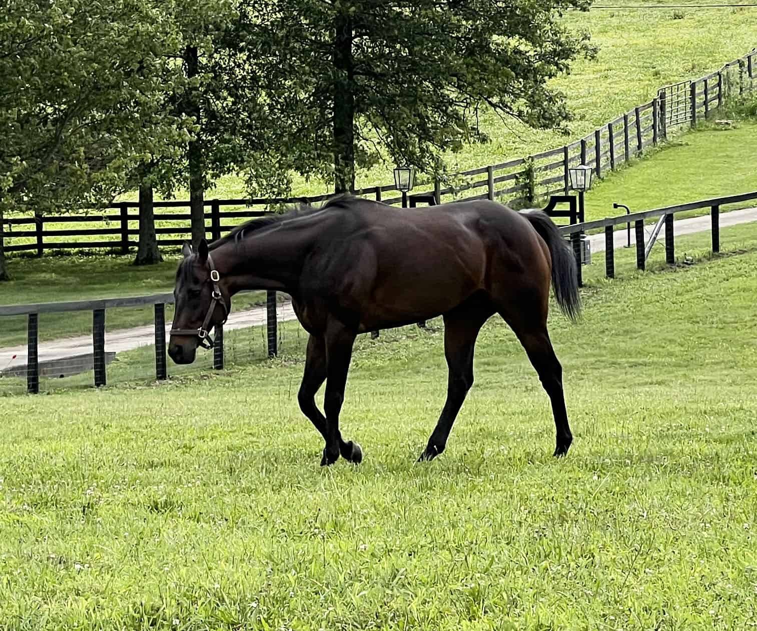 Florida-bred Happy Farm Reunites with Longtime Fan and Friend in ...