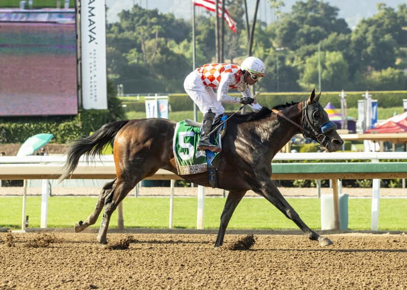 Mr Fisk to Stand at Pleasant Acres Stallions in 2025 - FTBOA