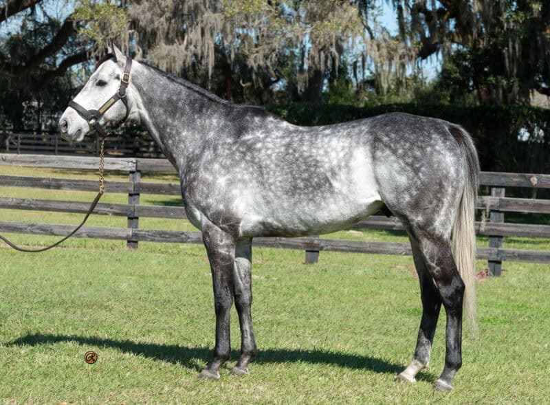 Florida Stallion Spotlight: Roadster - FTBOA