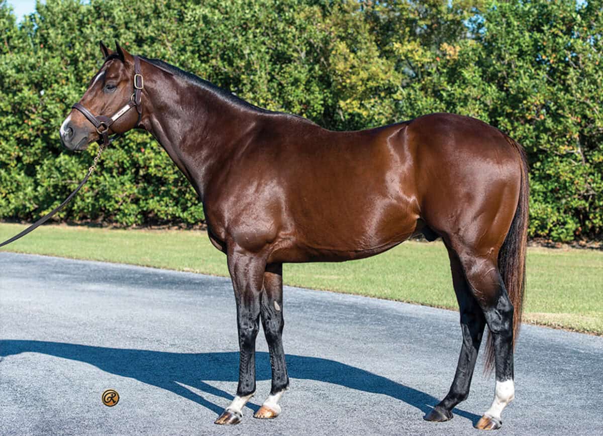 Stallion Spotlight: Khozan - FTBOA