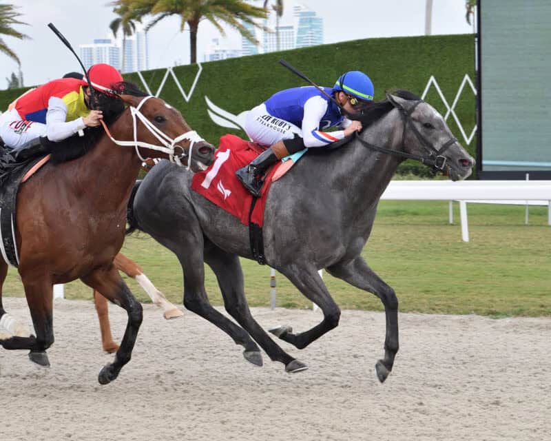 First Career Stakes Victory for Ninja Star in Sunshine Turf (Tapeta ...