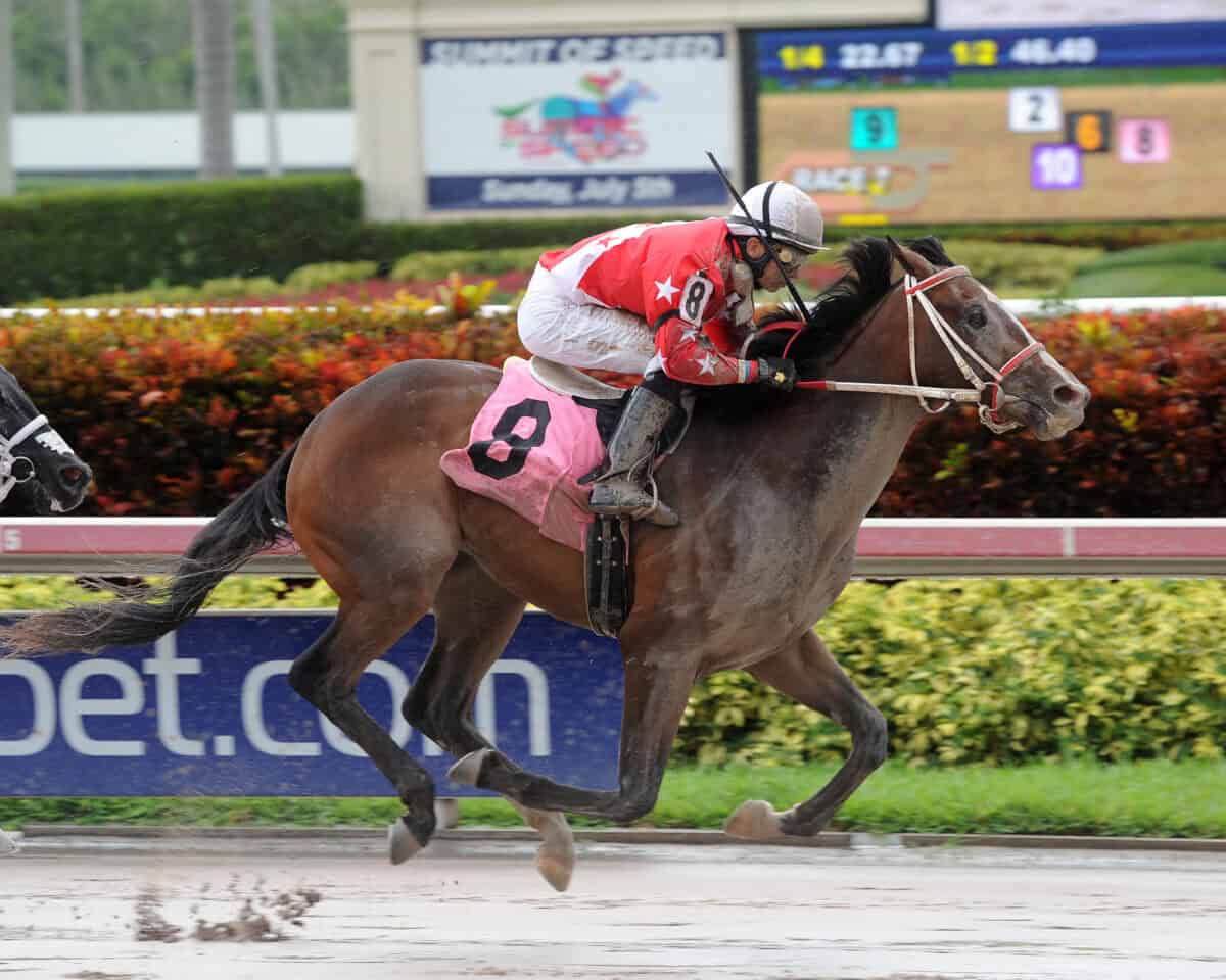 Stallion Spotlight: Bullet Gone Astray - FTBOA