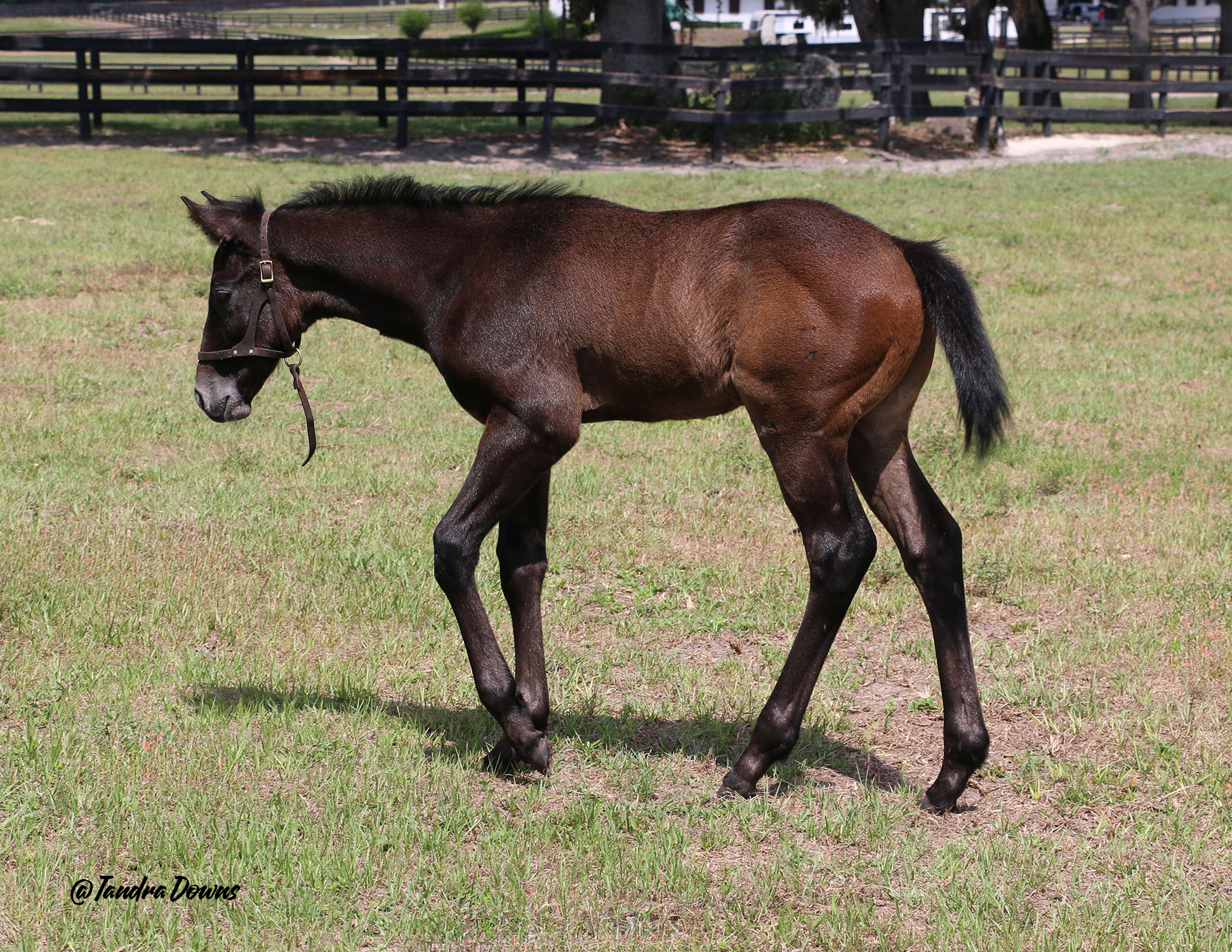 Florida-bred Foal Spotlight: Champions Dream - Hurricane Ridge and ...