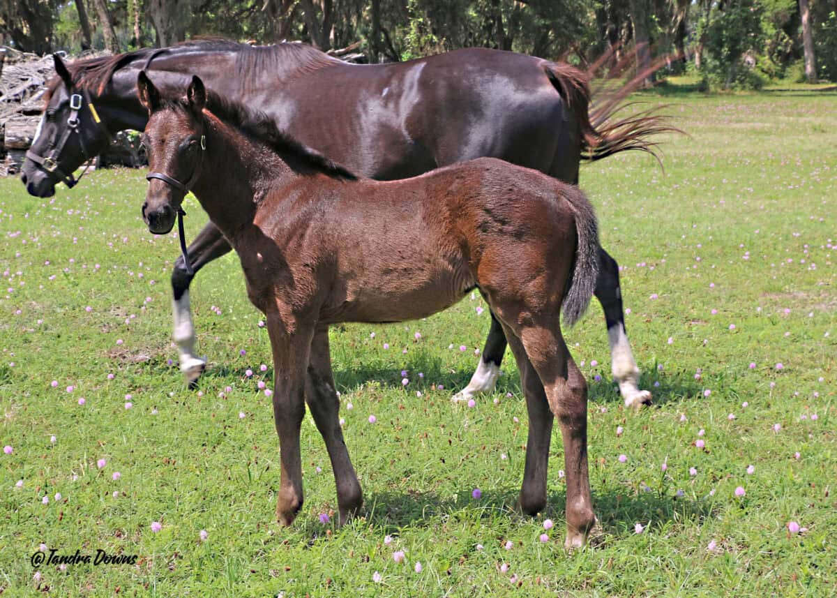 Florida-bred Foal Spotlight: Neolithic - Delphinia and Mr Fisk - Amoret ...