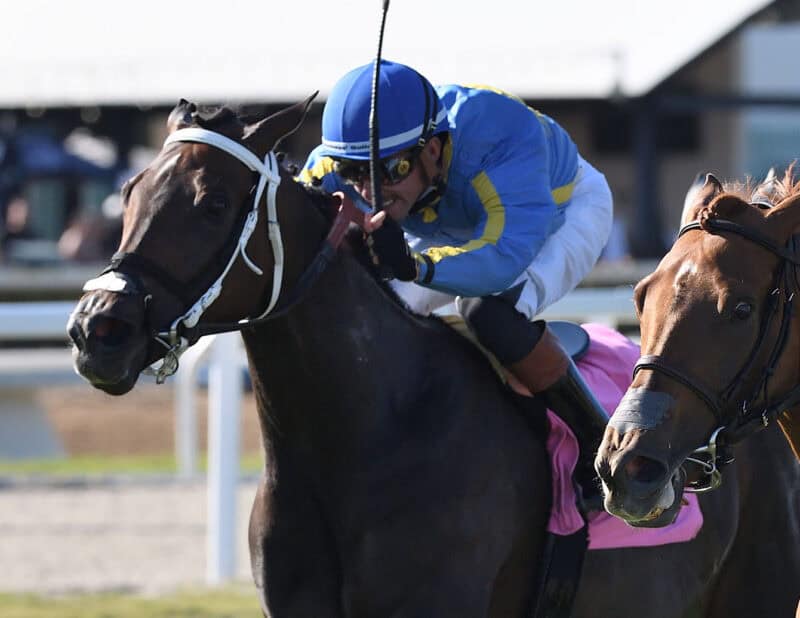 Dreaming of Abba Heads to Santa Anita for Possibly Perfect Stakes - FTBOA