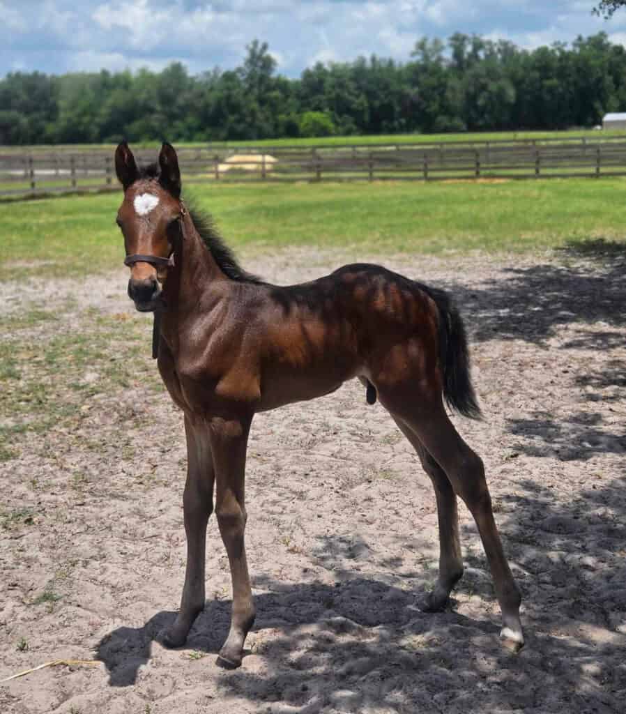 Florida-bred Foal Spotlight: Leinster - Senorita Divina - FTBOA